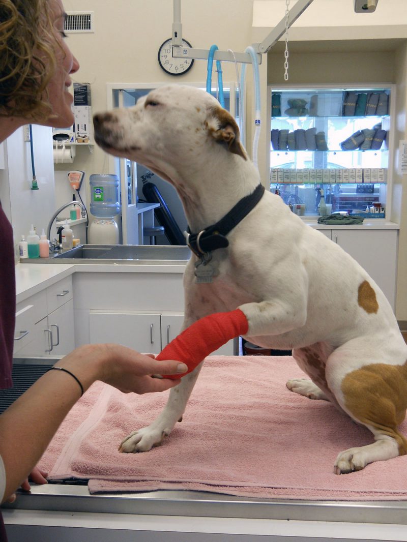 Bandage Instructions – Animal Care Clinic
