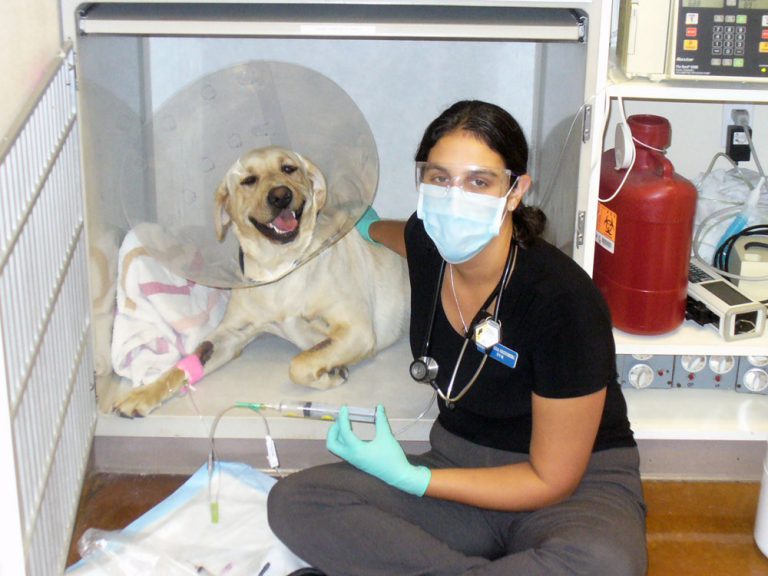 Chemotherapeutic Agents – Animal Care Clinic