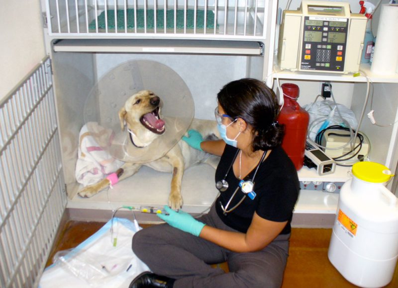 chemotherapy – Animal Care Clinic
