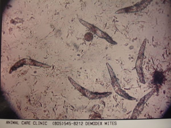 Demodex Mites: What are they and ways to treat – Animal Care Clinic