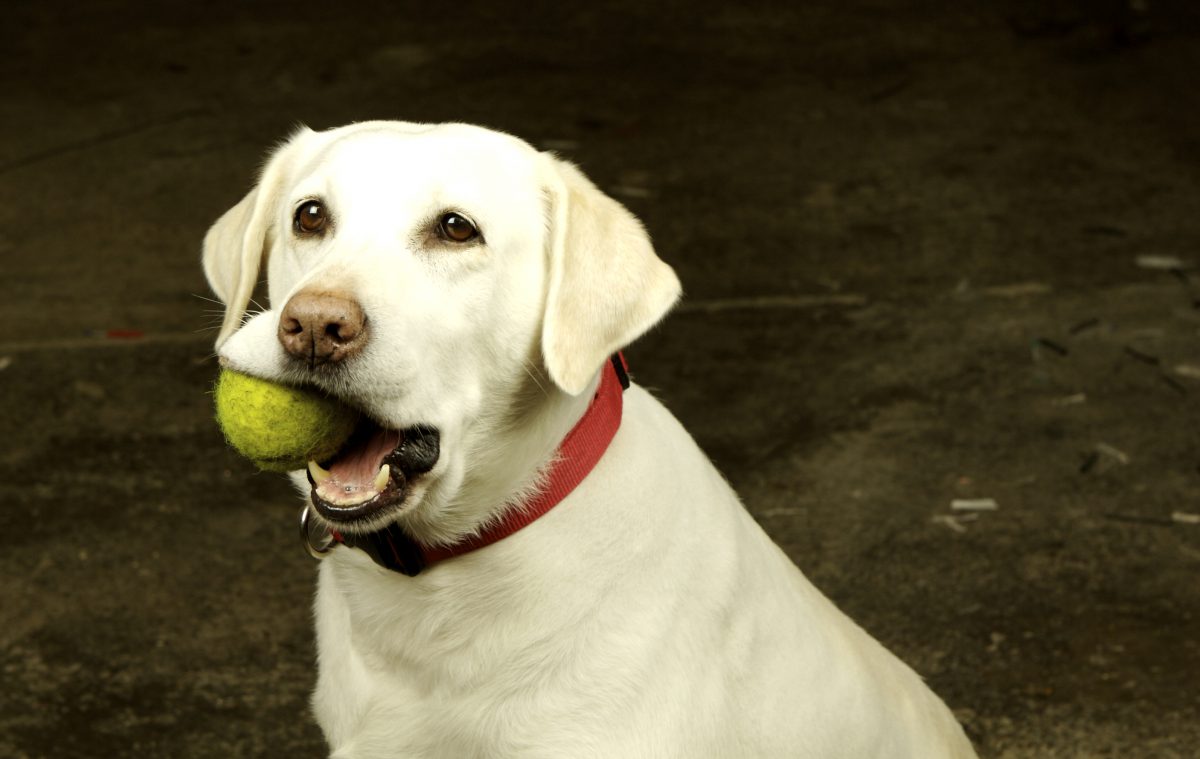 Tennis Balls & Teeth Wear – Animal Care Clinic