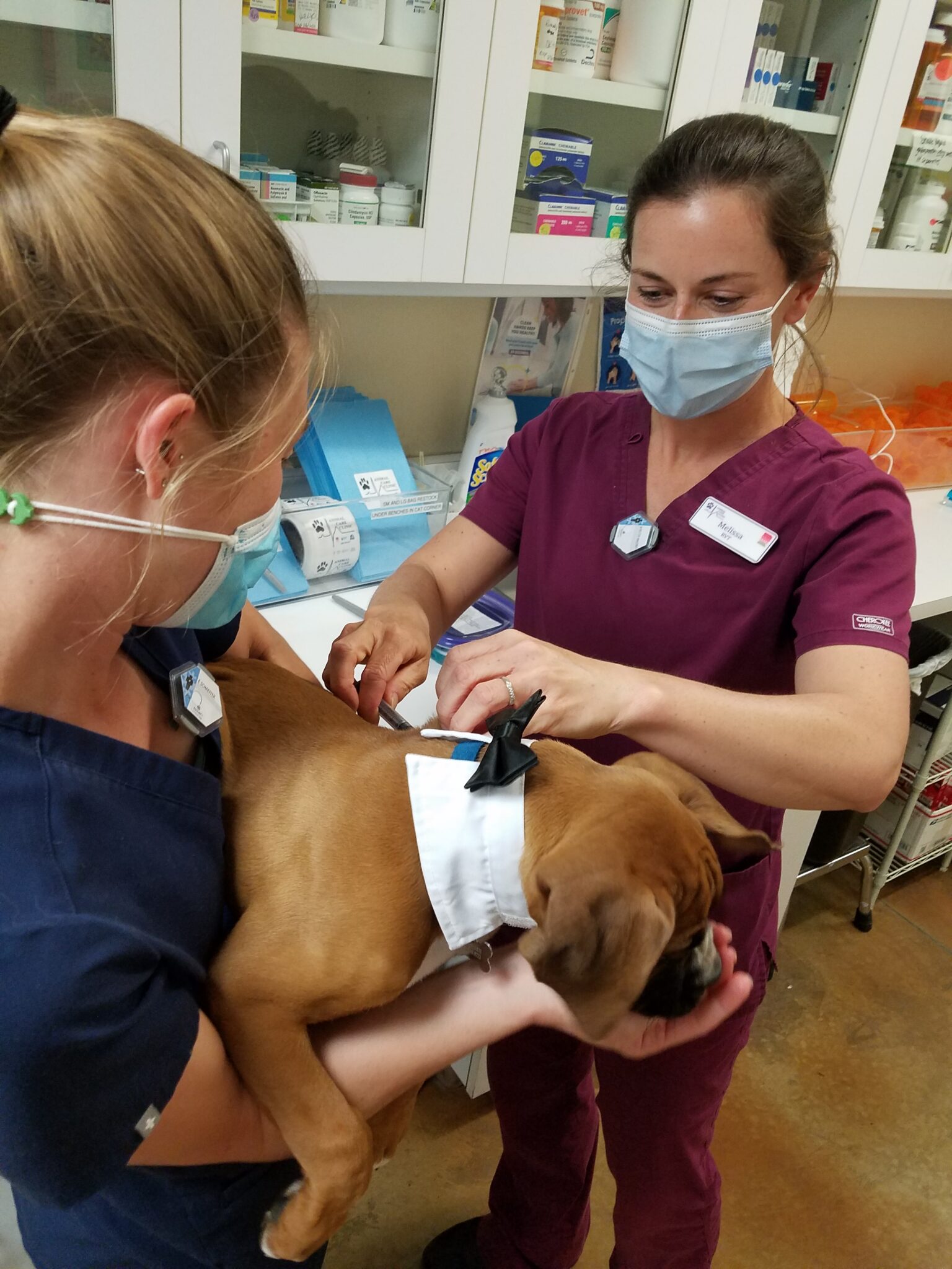 Preventive Care & Wellness – Animal Care Clinic