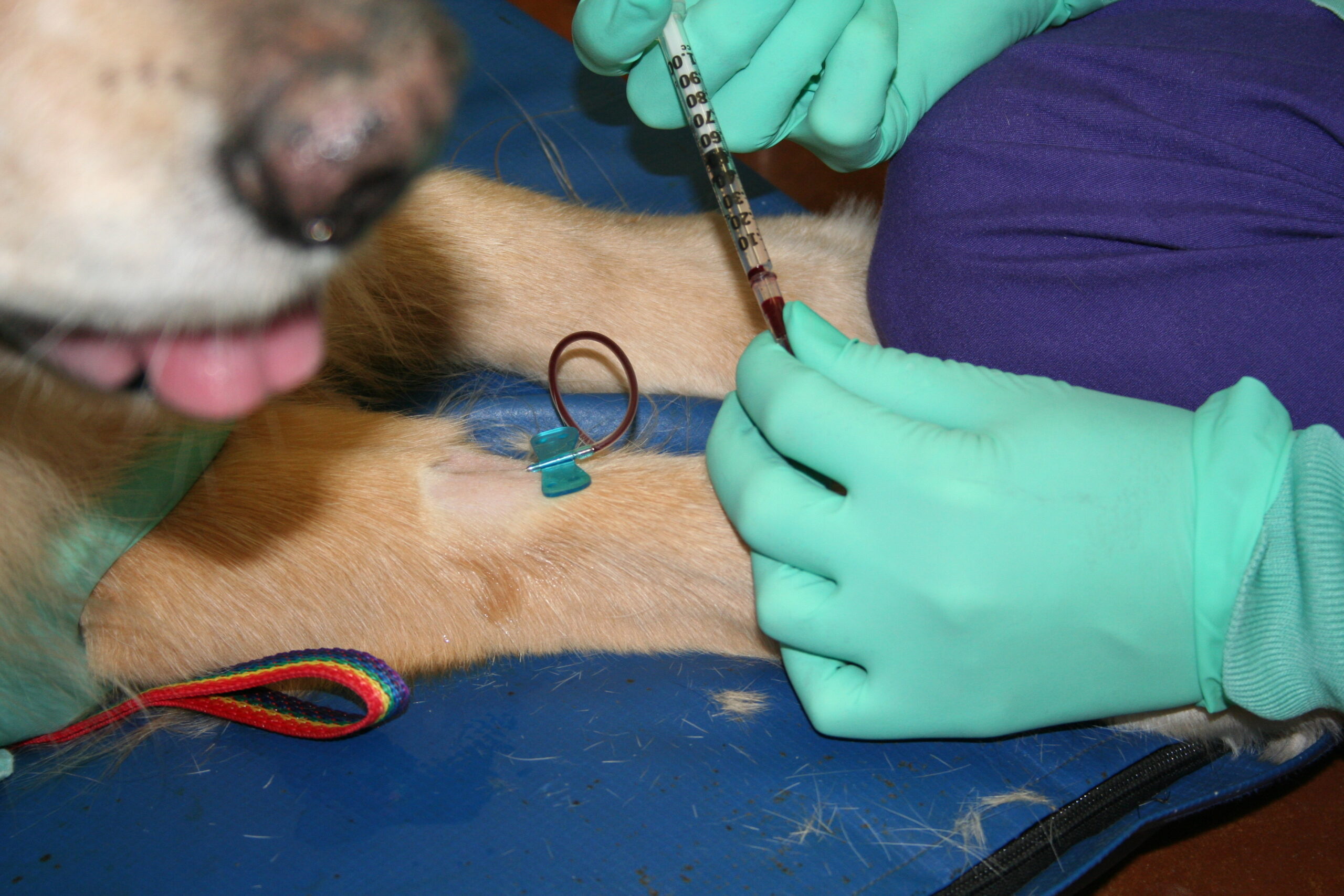 Cancer Care – Animal Care Clinic