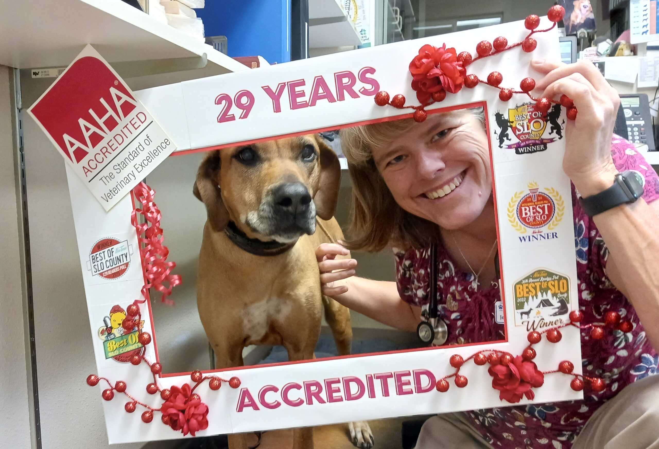 What is AAHA Day? – Animal Care Clinic