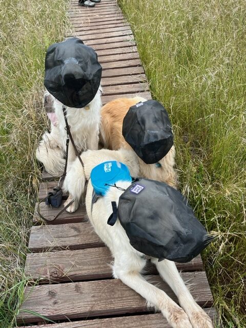 Foxtail Dangers are High – What You Need to Know – Animal Care Clinic