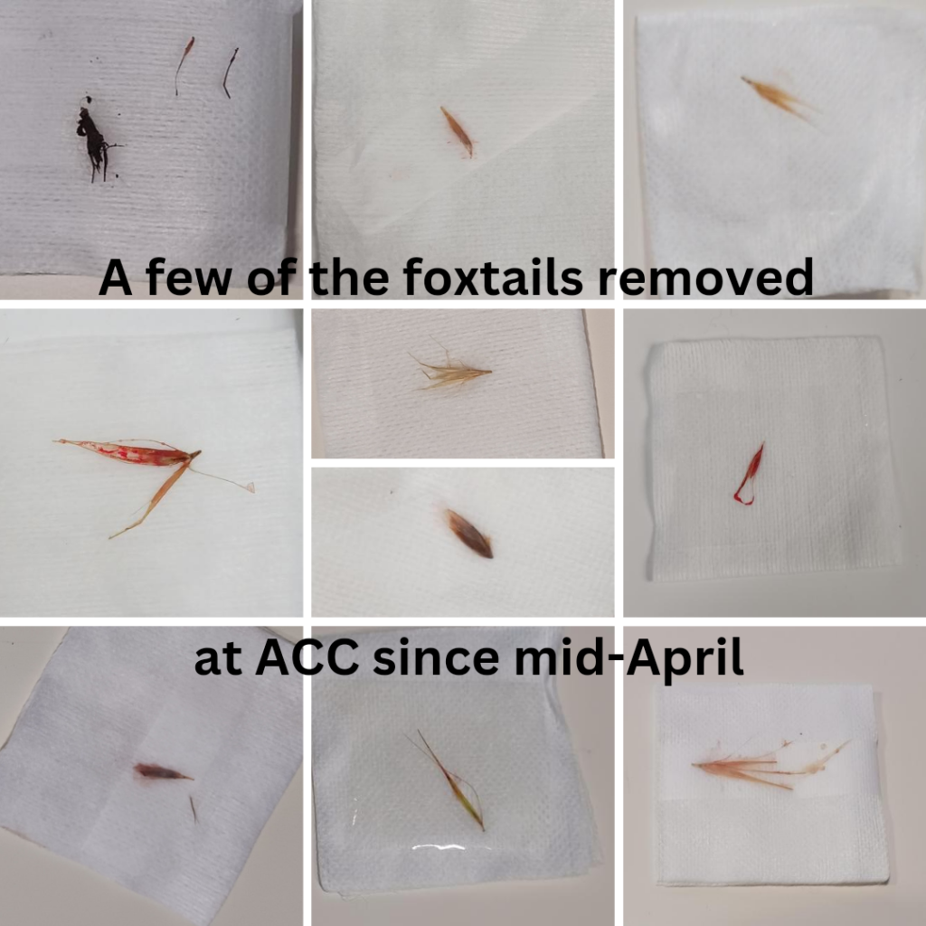 Foxtail Dangers are High – What You Need to Know – Animal Care Clinic