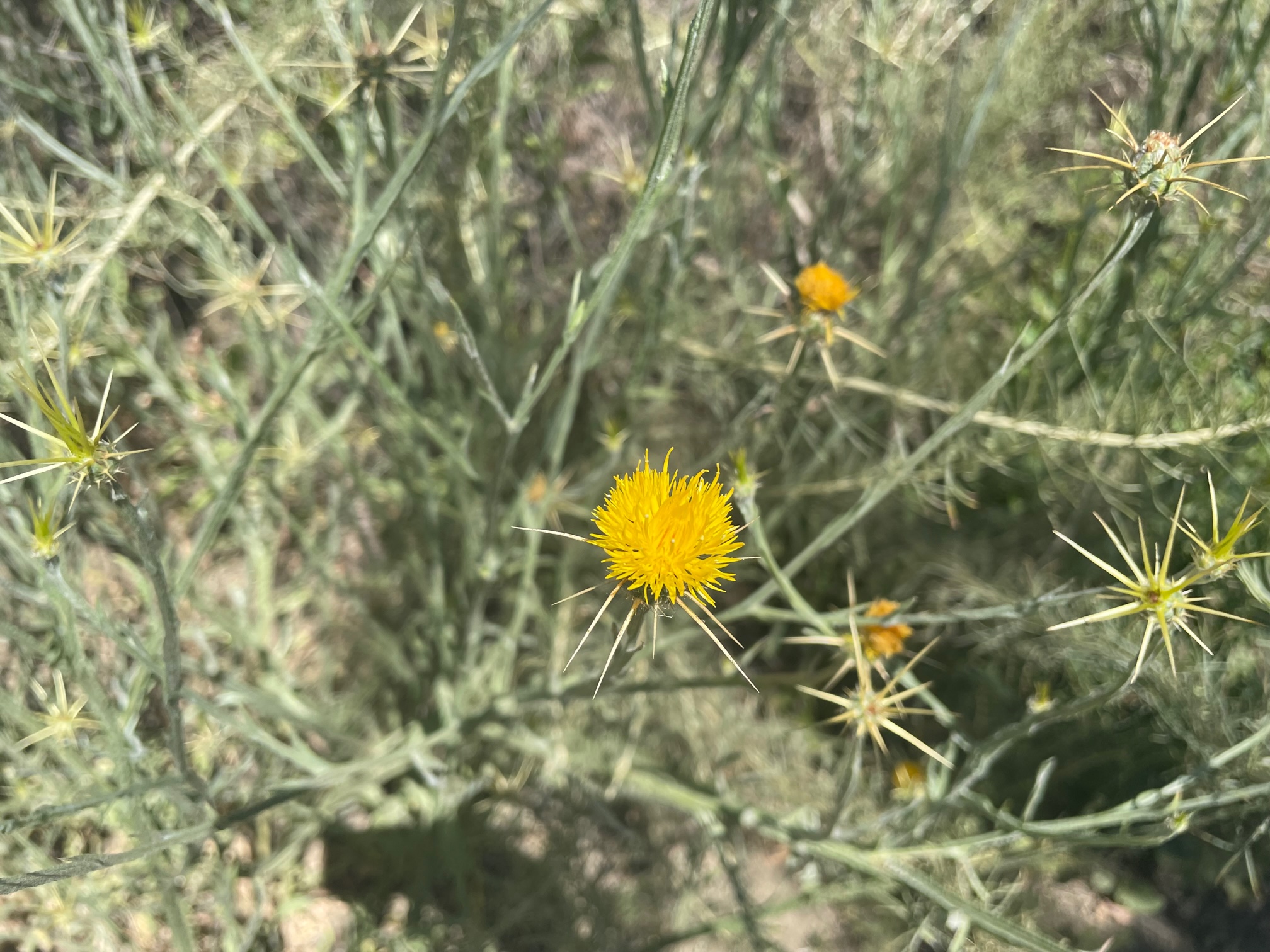 Yellow Star Thistle – another dangerous sticker! – Animal Care Clinic