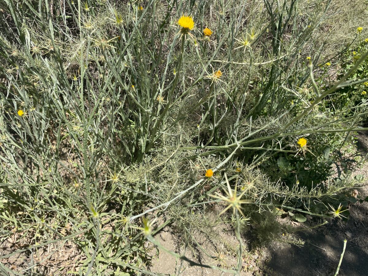 Yellow Star Thistle – another dangerous sticker! – Animal Care Clinic