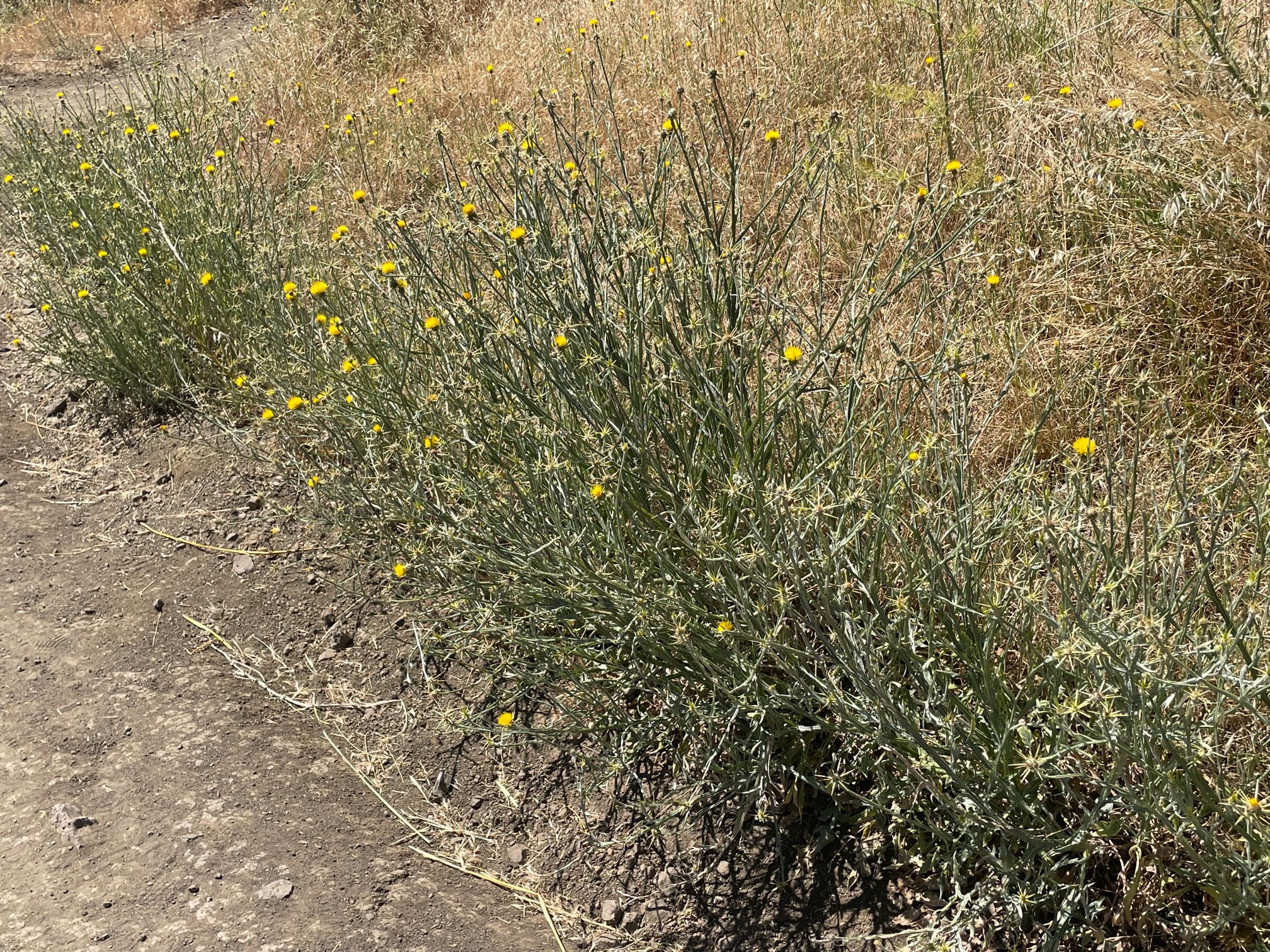 Yellow Star Thistle – another dangerous sticker! – Animal Care Clinic