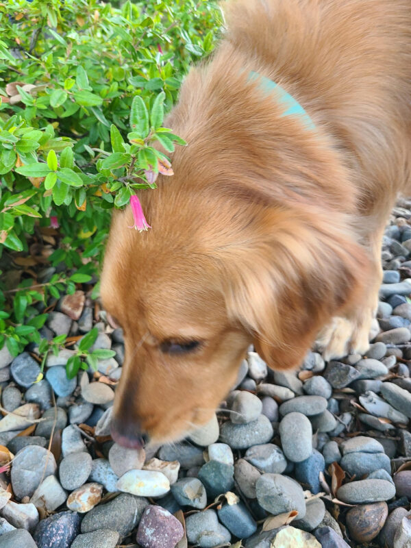 The Benefits of Sniff Walks vs. Exercise Walks for Your Dog – Animal ...