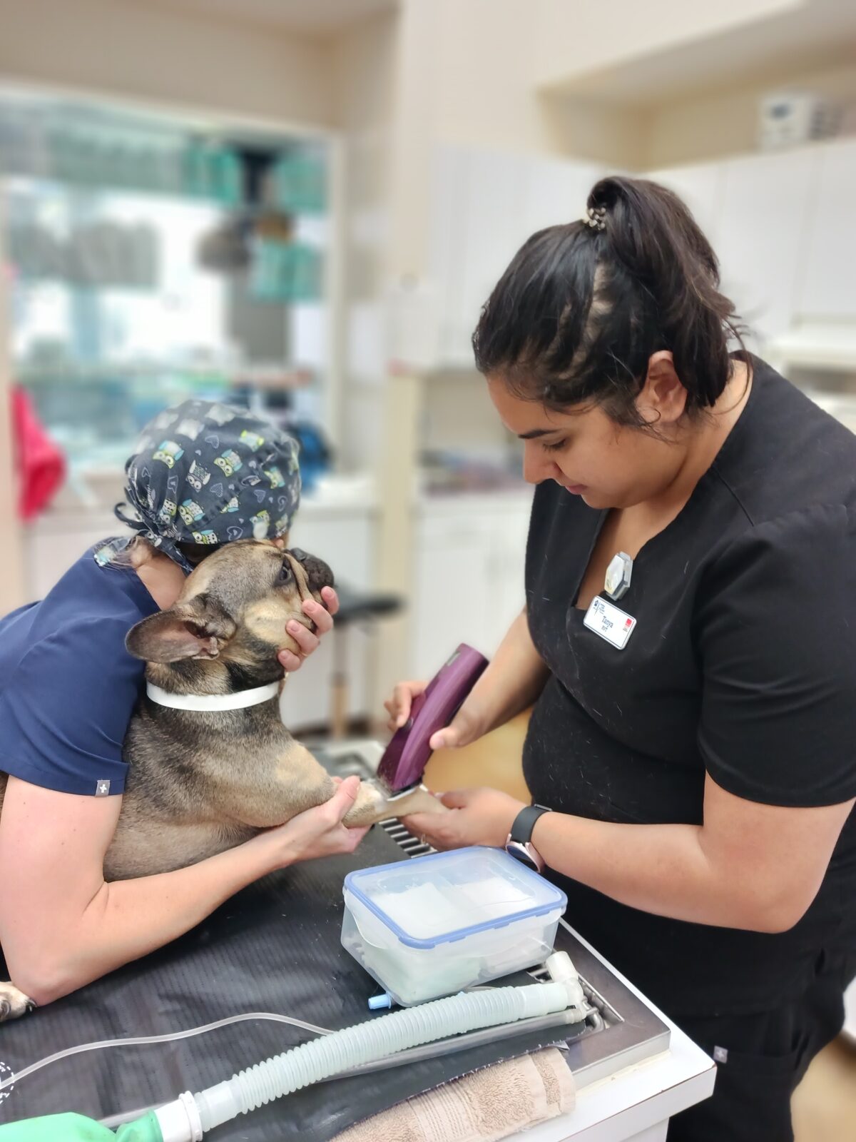 Veterinary Assistant – Animal Care Clinic