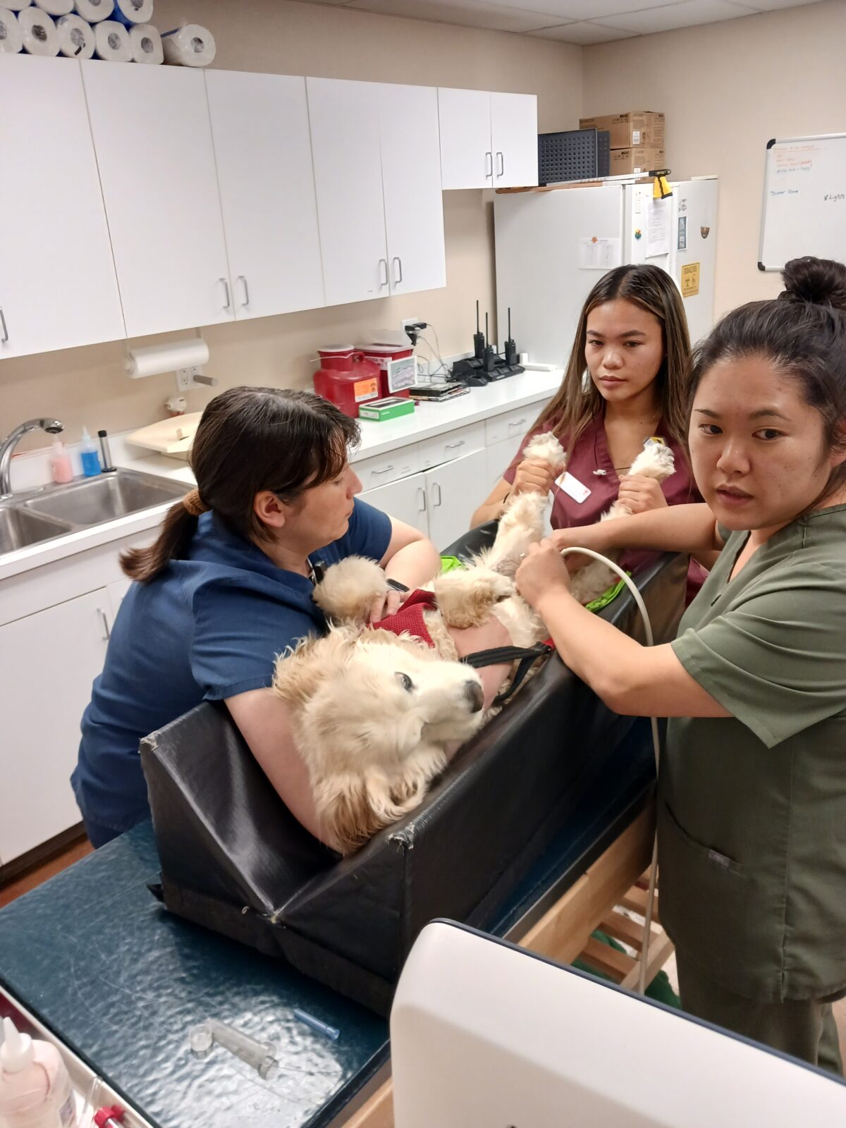 Veterinary Assistant – Animal Care Clinic